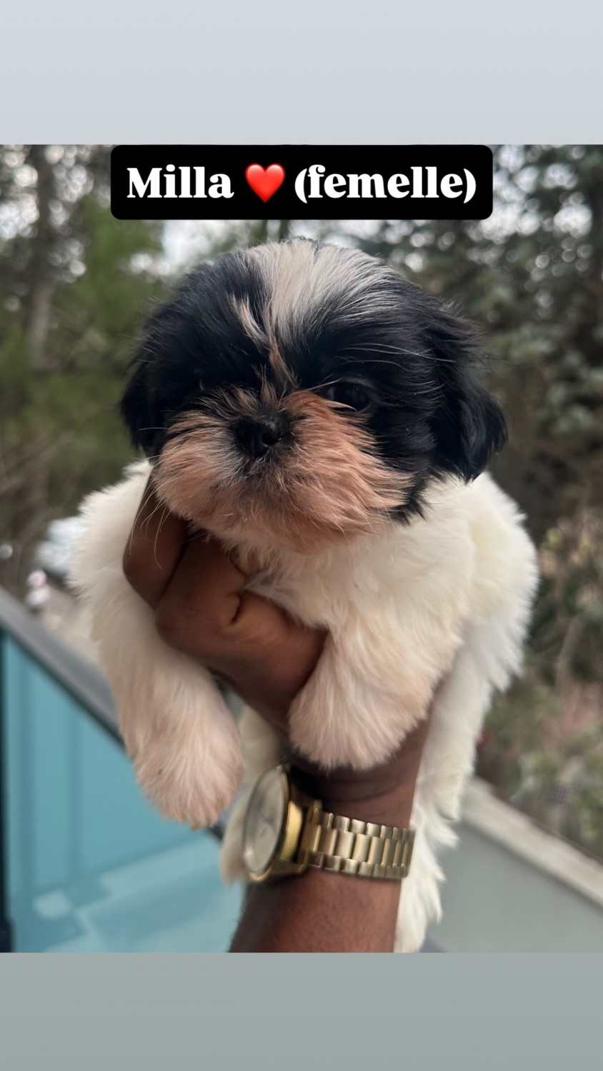 Chiot Shih Tzu à vendre à Montpellier, Occitanie | €950
