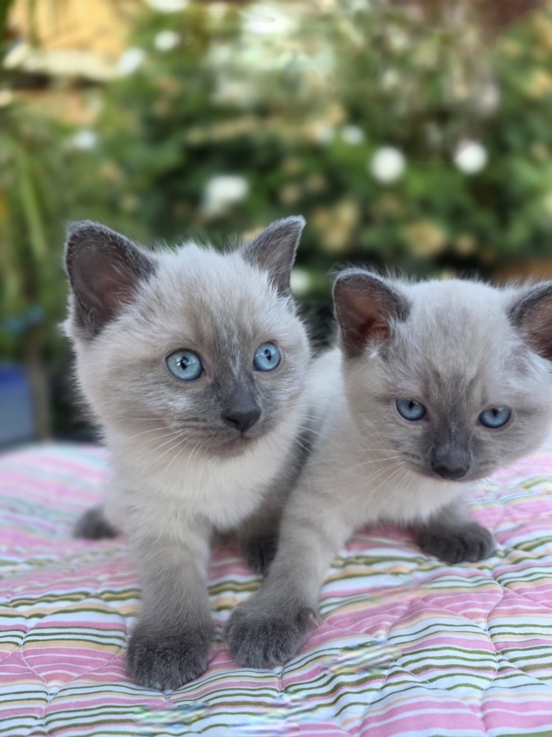 Siamese Cats For Sale | $300 | Sacramento, CA #642640