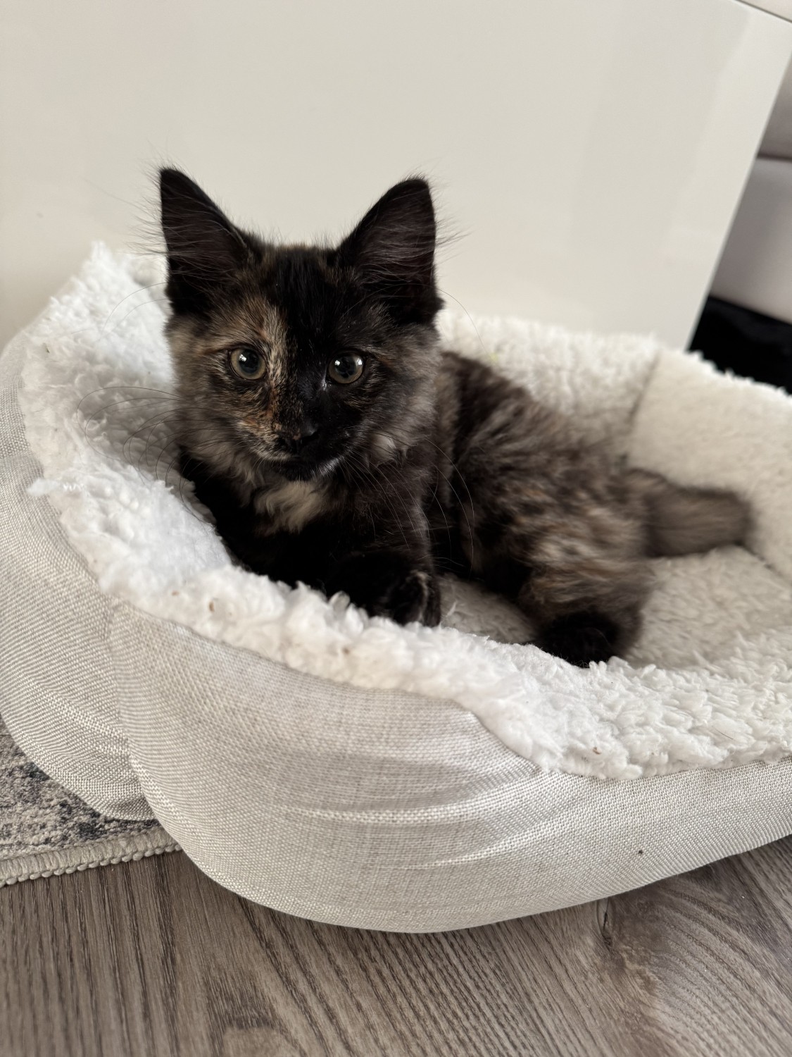 Siamese Kitten for free Palm Harbor, Florida | Petzlover