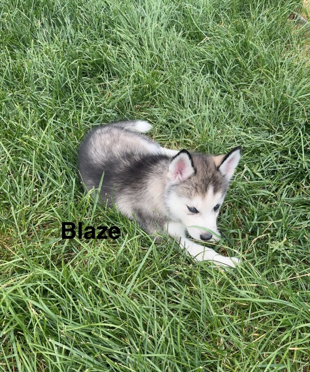 Siberian Husky Puppies For Sale | $500 | Greeley, CO #649130