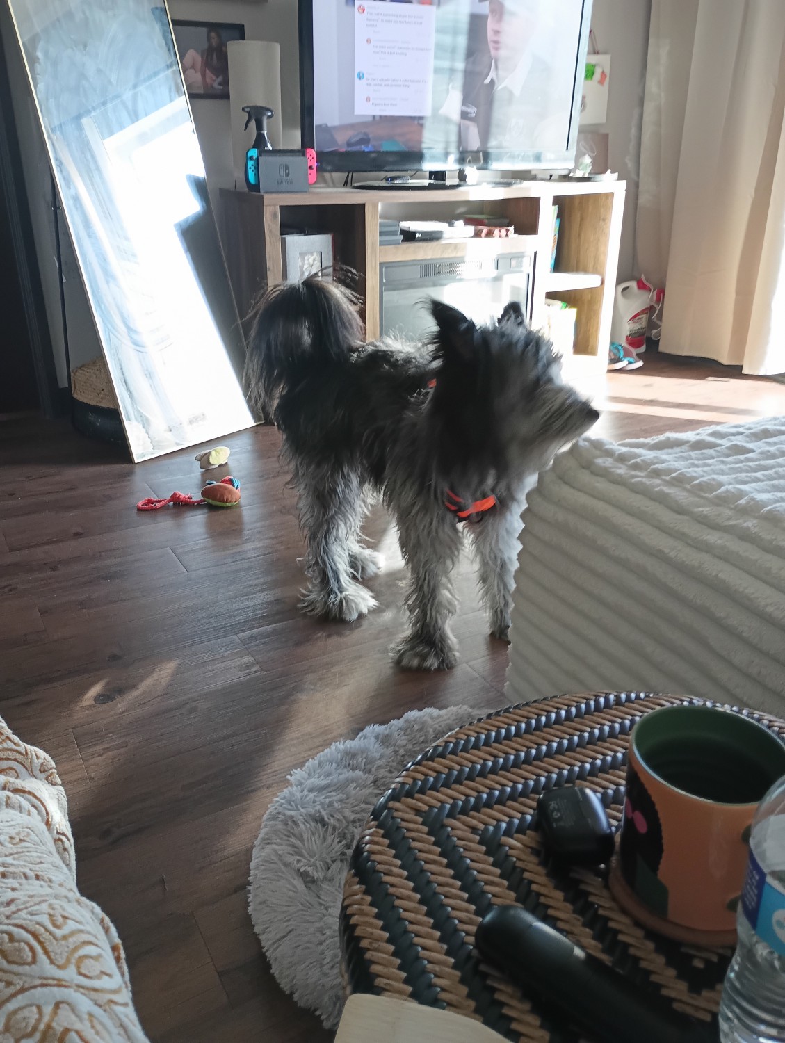 Siberian Husky Dog for free Ankeny, Iowa | Petzlover