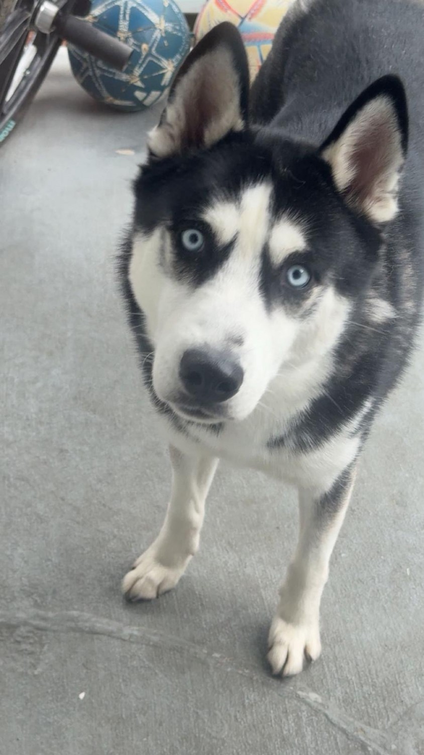 Siberian Husky Dog for sale in Addison, Texas | $250