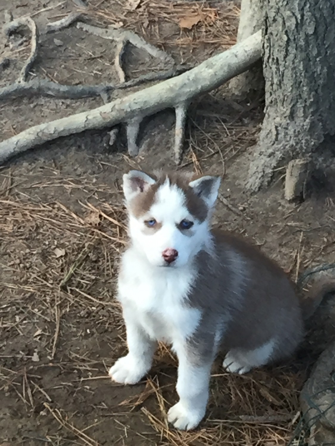 1,518+ Siberian Husky Puppies / Dogs for Sale in Williamsburg, Virginia ...