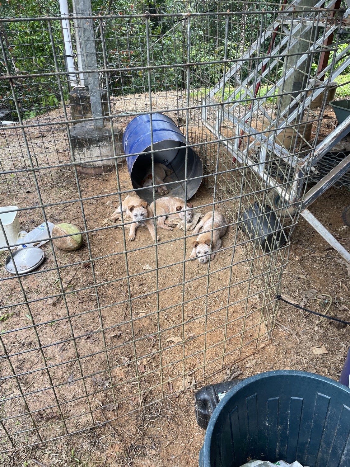 Smithfield Puppies / Dogs For Sale in Australia | $500 – $900