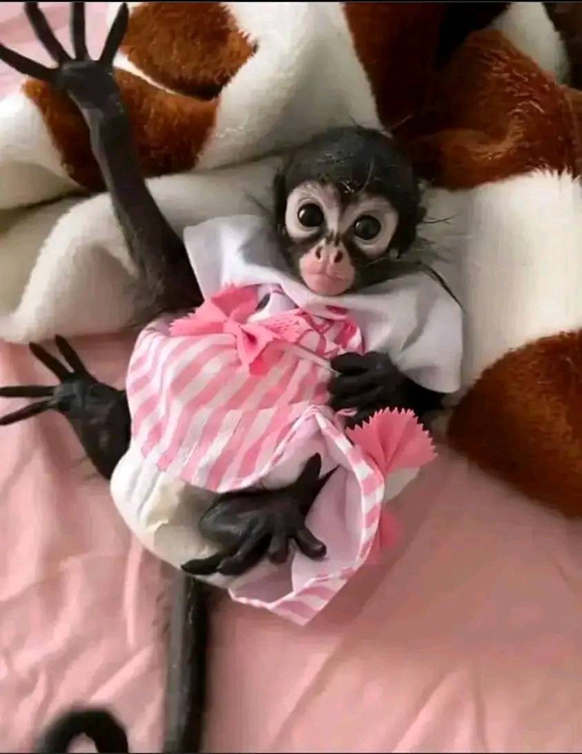 Spider Monkey for adoption in Phoenix, Arizona | $650