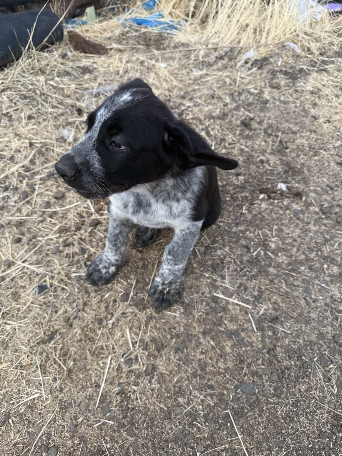 Medford Pets Craigslist