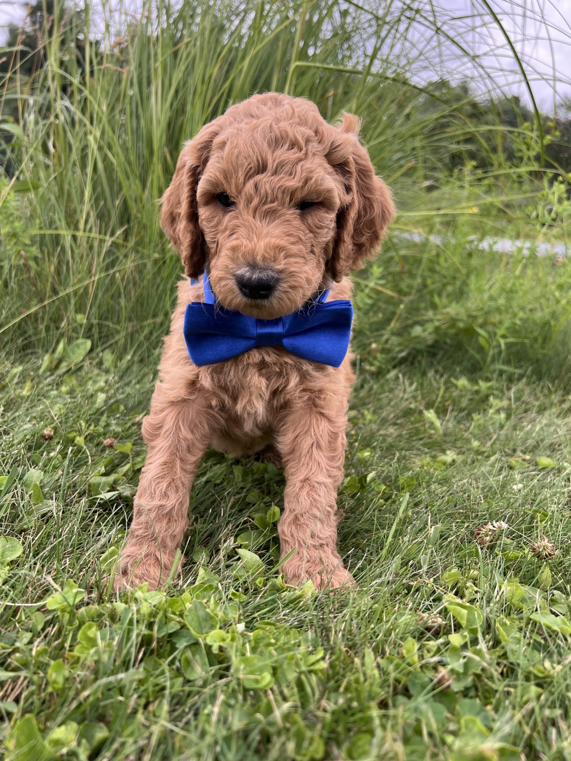 Standard Poodle Puppies For Sale | $1,800 | McBain, MI #644117