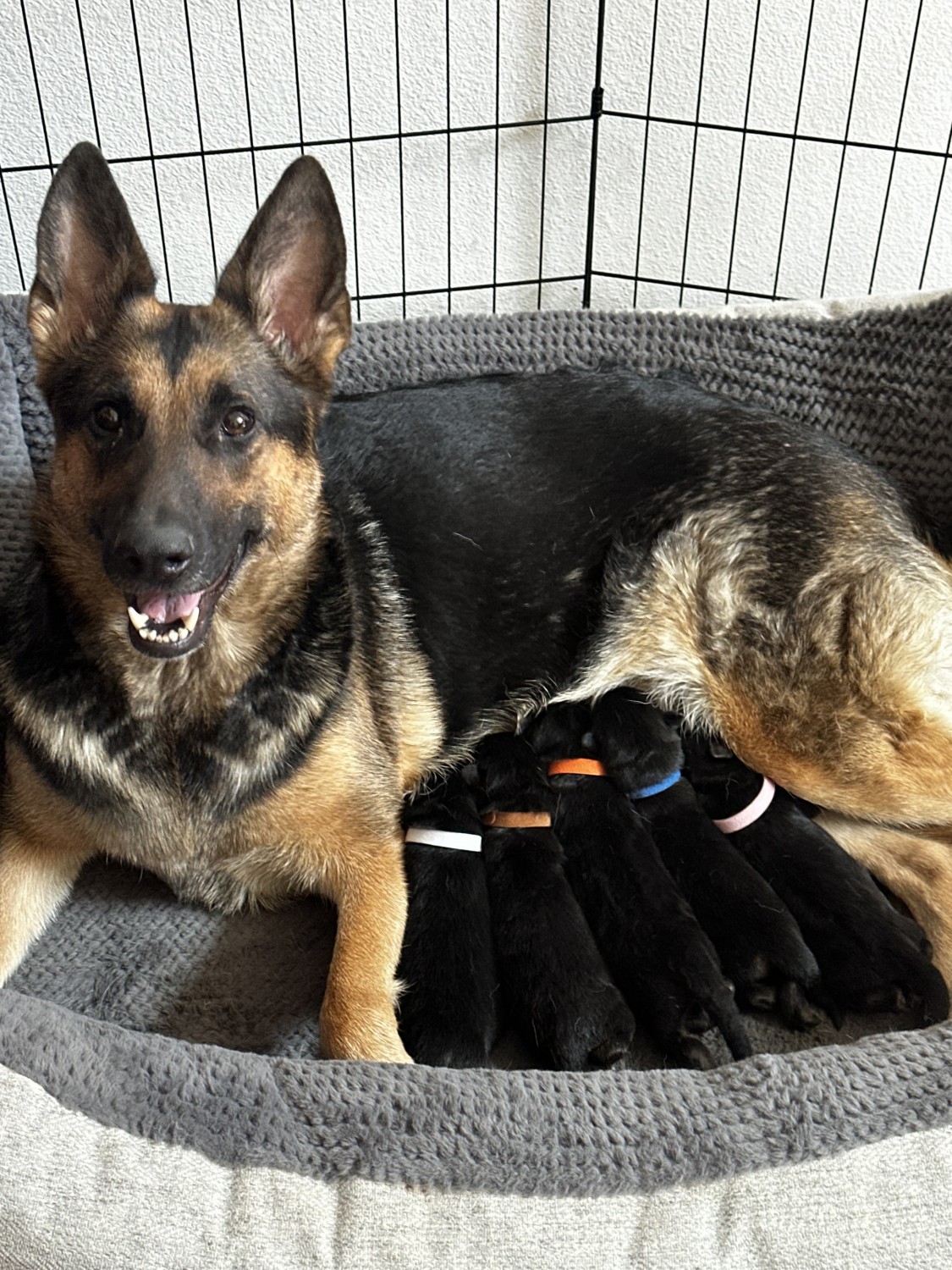 Explore Pet Listings by Stephanie on Petzlover | Find Pets Near You