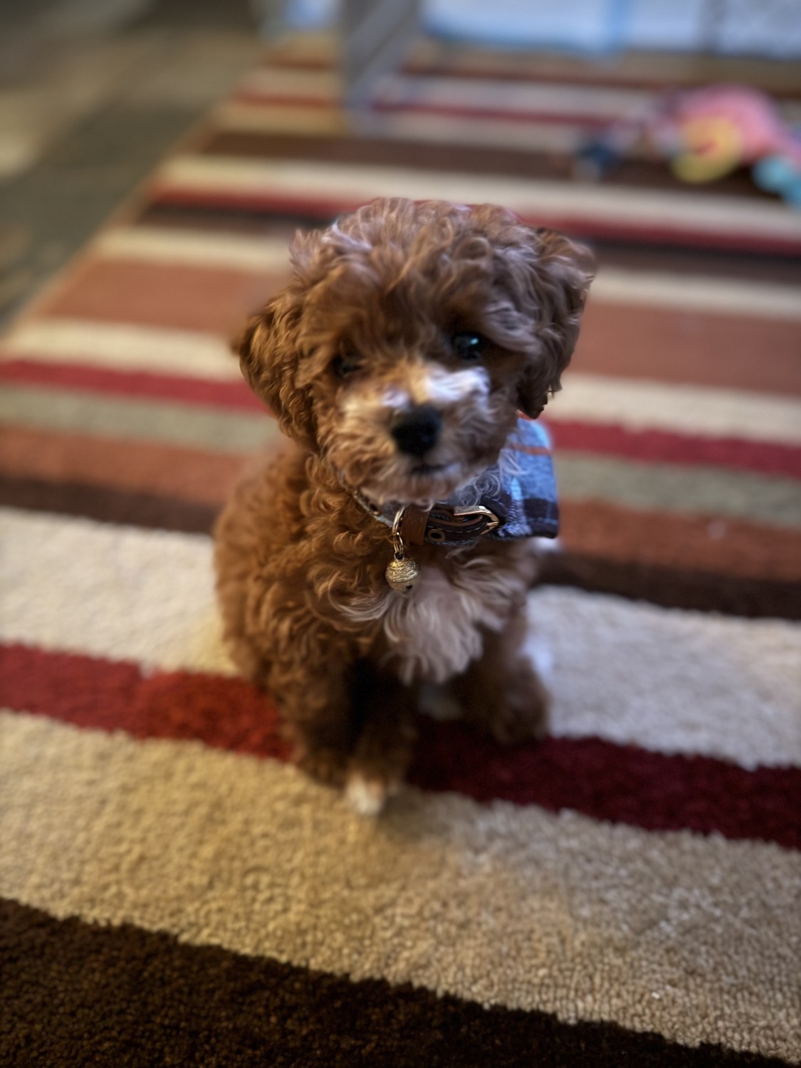 54+ Toy Poodle Puppies / Dogs for Sale in El Cajon, California | $350 ...