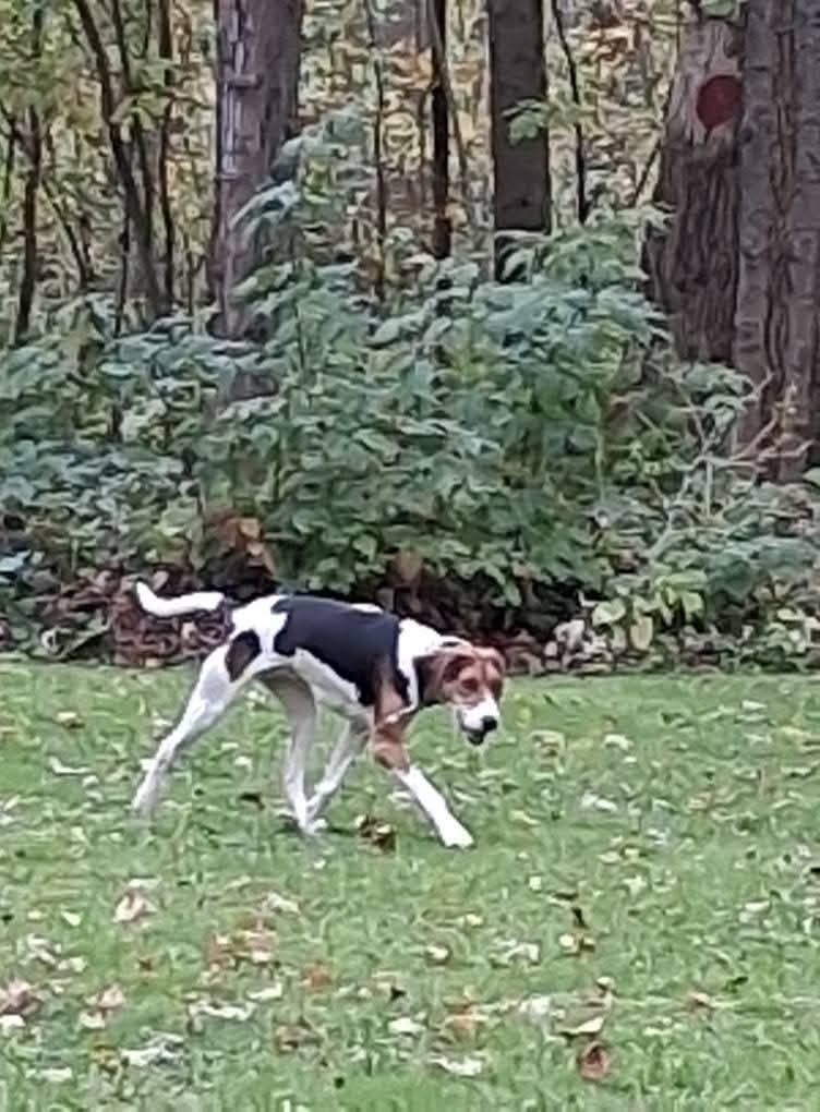 25+ Treeing Walker Coonhound Puppies / Dogs for Adoption in United ...
