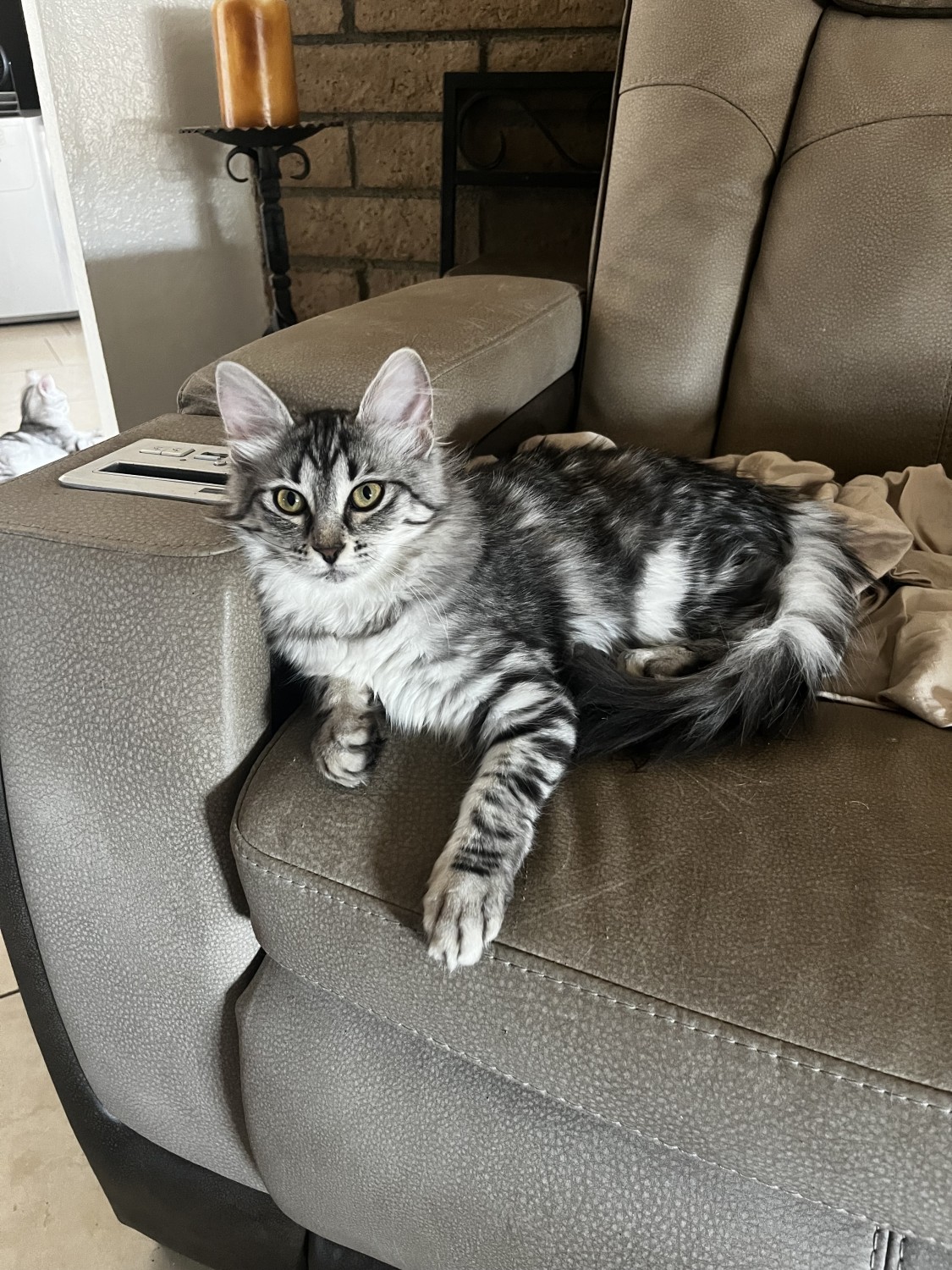 Turkish Angora Cats for sale in Oakdale, Minnesota | $200