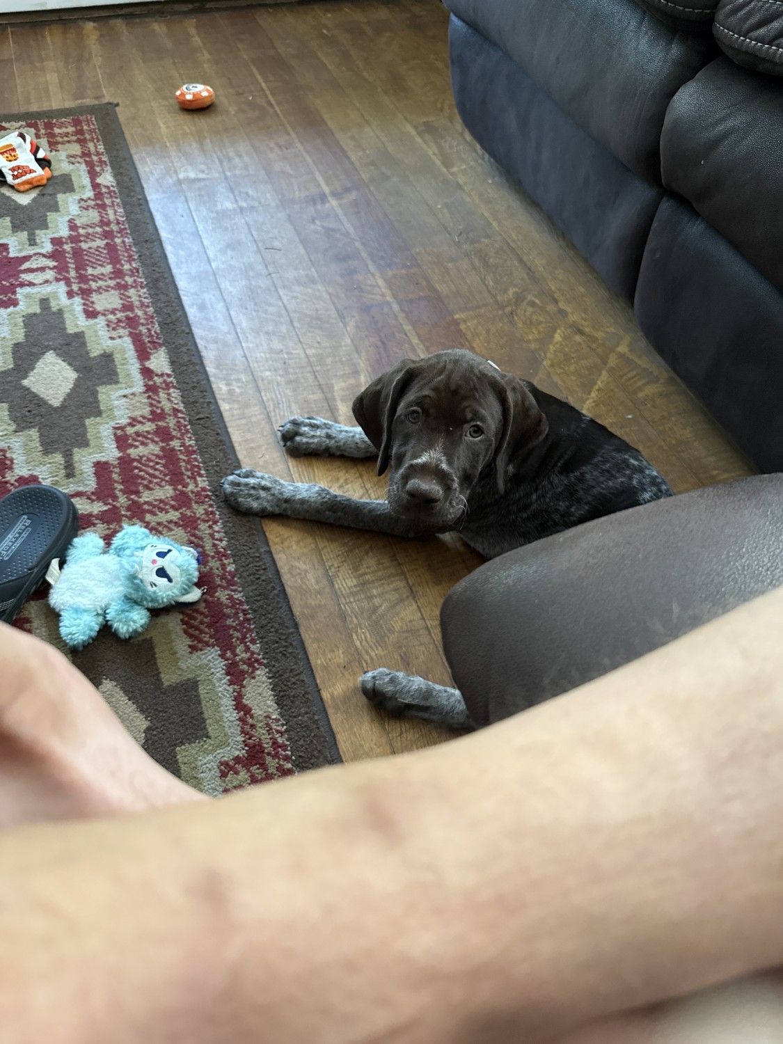 25+ Wirehaired Pointing Griffon Puppies / Dogs for Rehoming in United ...