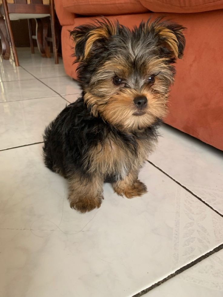 Yorkshire Terrier Puppies For Sale | New York, NY #641962
