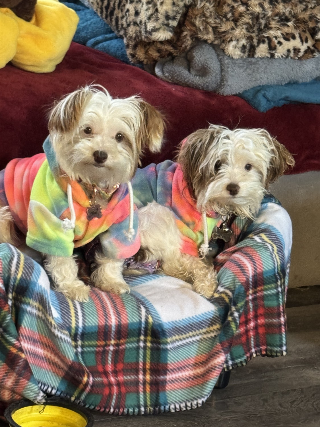 21+ Yorkshire Terrier Puppies For Sale in Hugoton, KS | $500 – $500