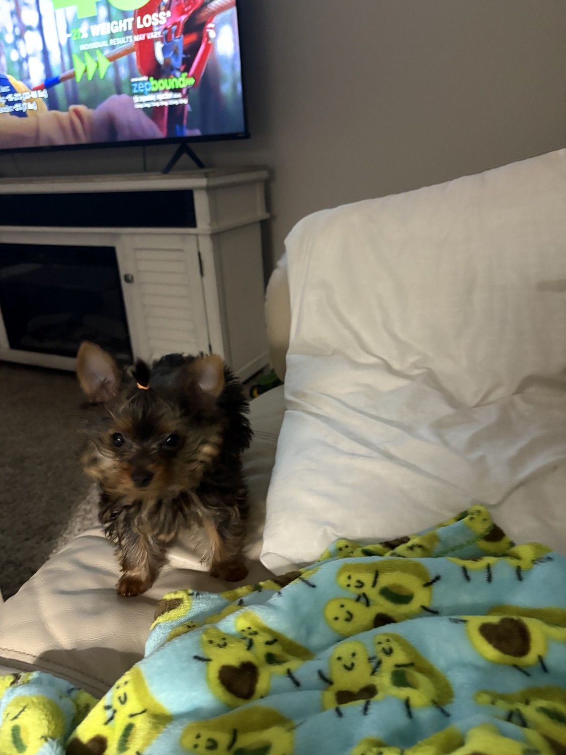Yorkshire Terrier Puppy for sale in WDM, Iowa | $1,200