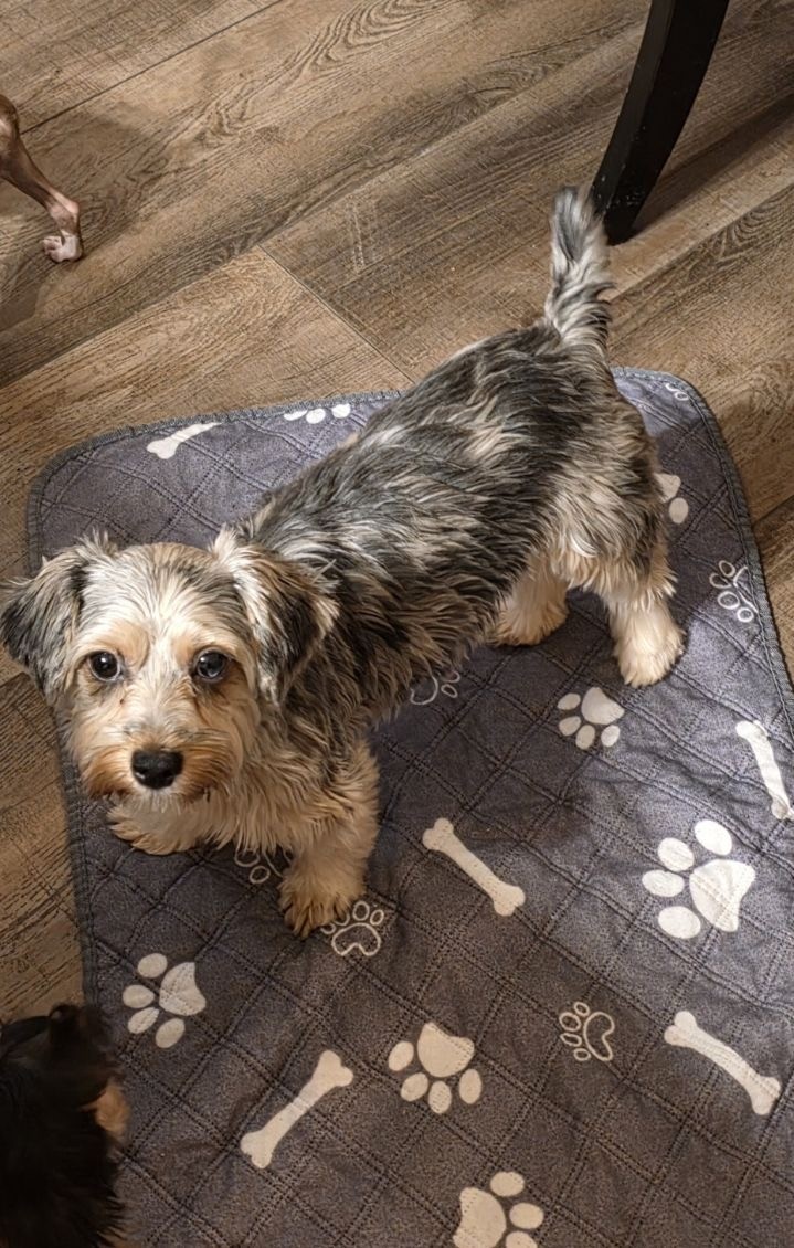 Yorkshire Terrier Puppy for sale in Riverton, Wyoming | $850