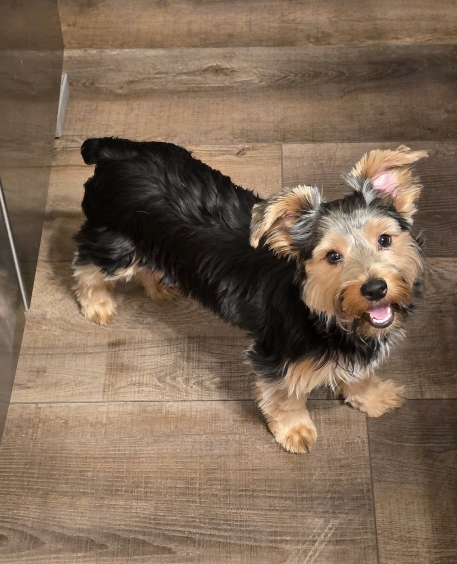 Yorkshire Terrier Puppy for sale in Riverton, Wyoming | $850