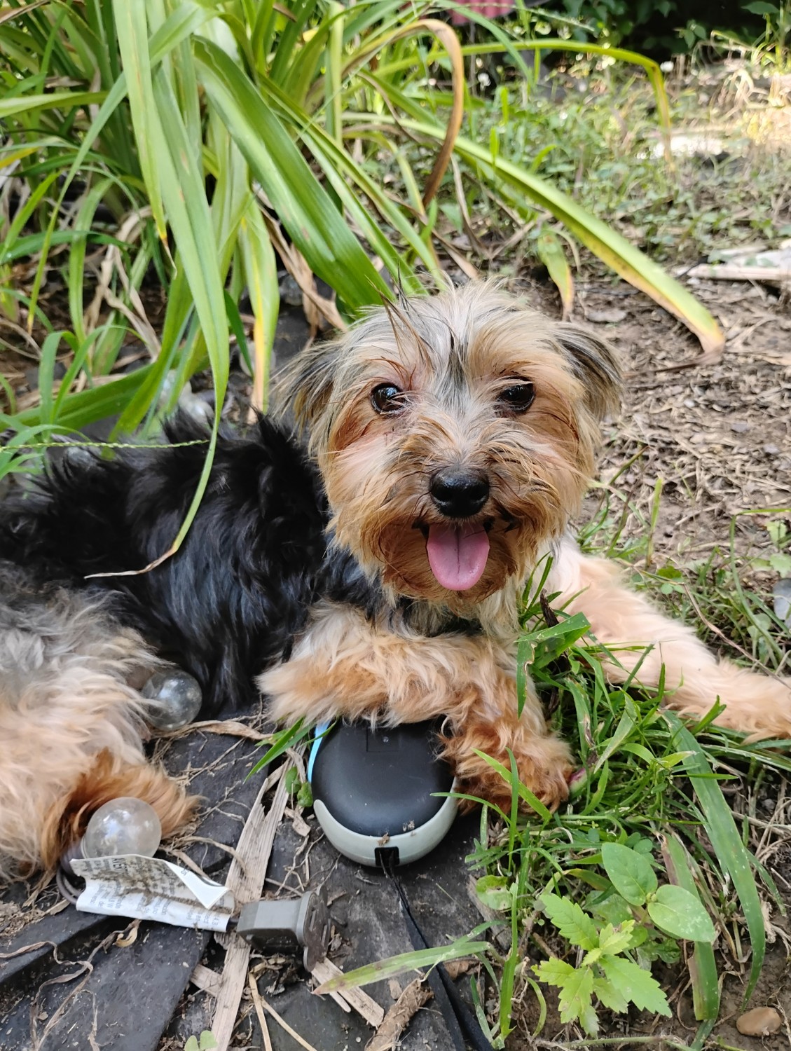 Yorkshire Terrier Puppies / Dogs For Sale in Carbondale | $600