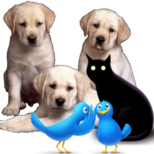 Pets for Mating in Qatar | $500 | Petzlover